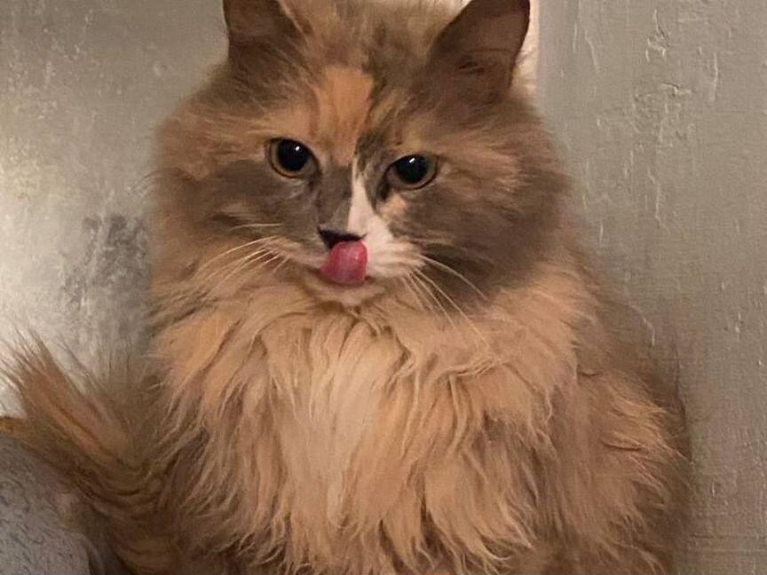 Редкая красотка Пушинка выбирает себе хозяина