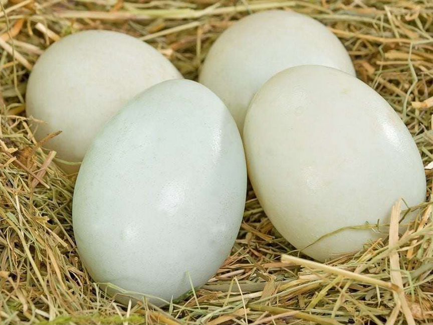 Яйца утиные инкубаационные
