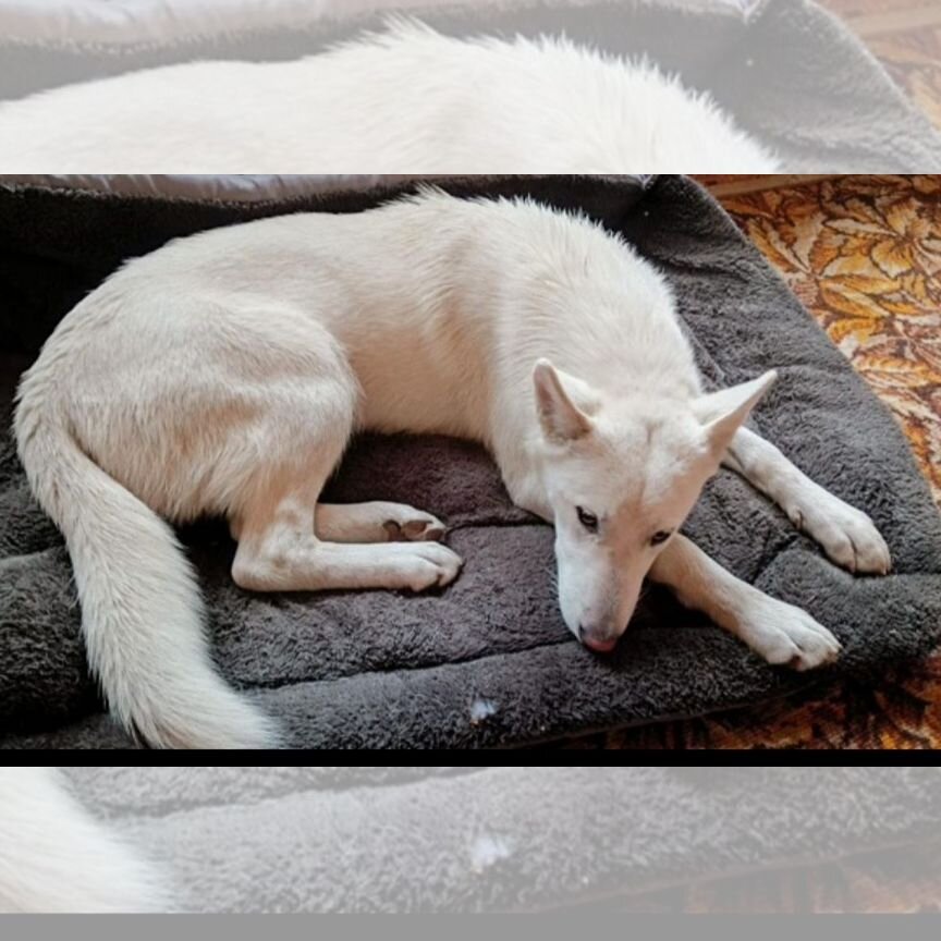 Щенок в добрые руки