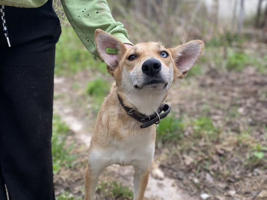 Собака в добрые руки