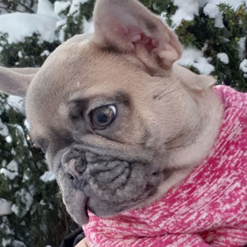 Французский бульдог, щенок