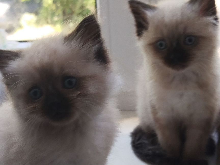 Невские маскарадные котята