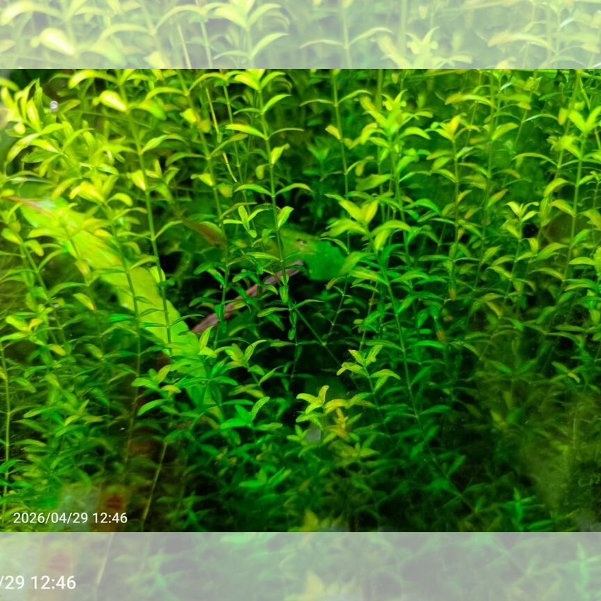 Хемиантус микрантемоидес (отдам)