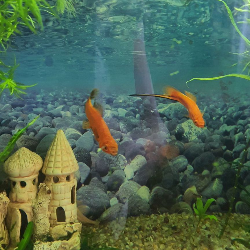 Аквариумные рыбки гуппи, (меченосцы пара)