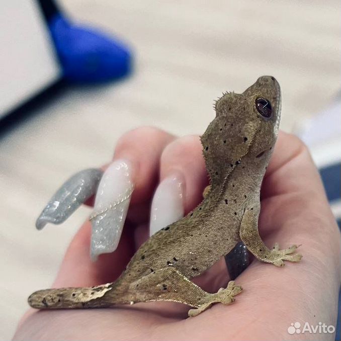 Реснитчатый бананоед