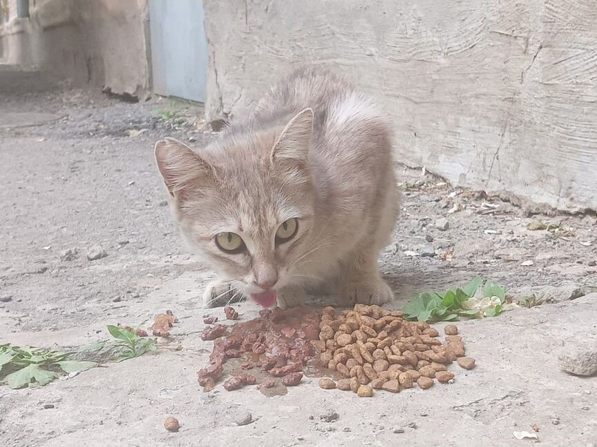Появилась кошка худюшая и покусанная