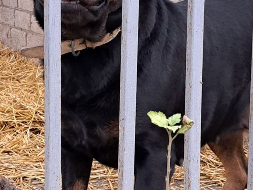 Щенки ротвейлера продажа