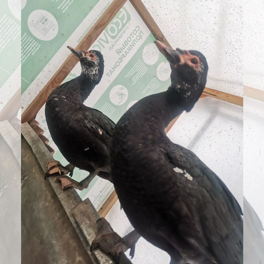 Продаются индоутки