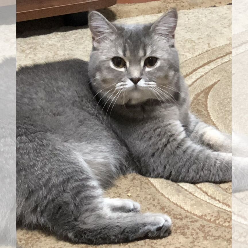 Серебристая шиншилла кошка