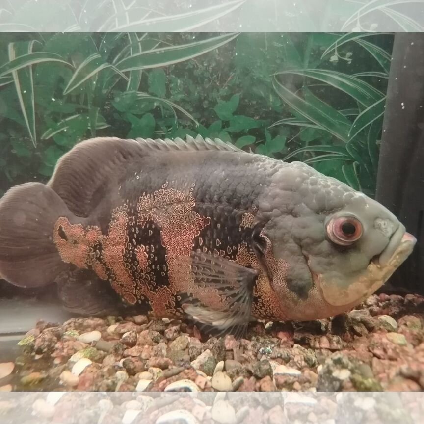 Глазчатый астронотус