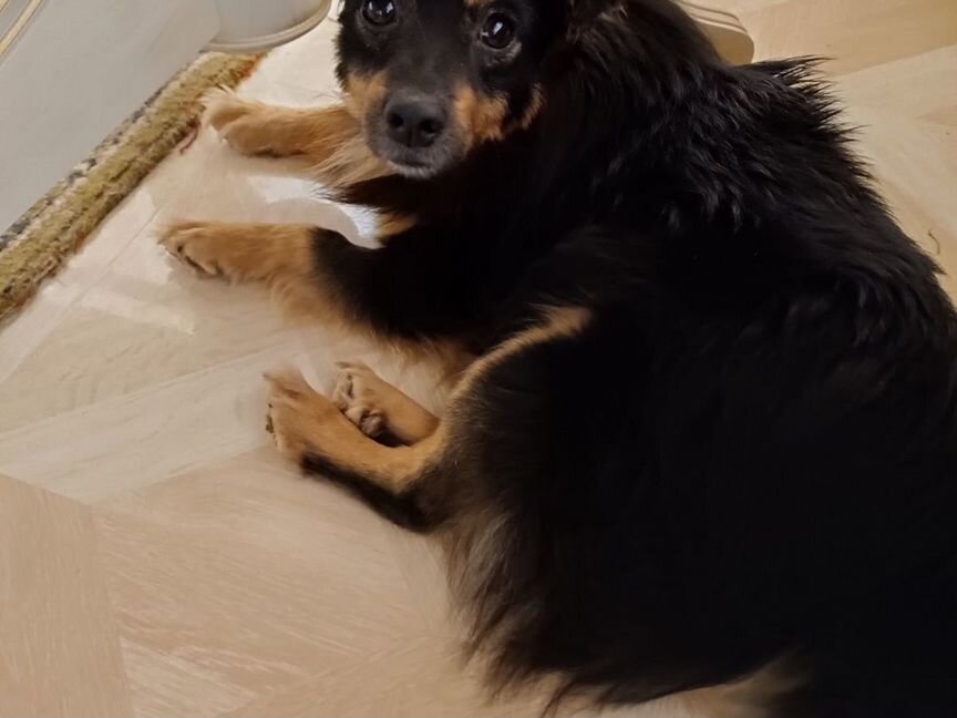 Молоденький пёсик