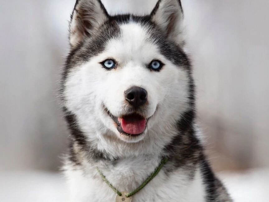 Очень хороший мальчик Олаф ищет семью