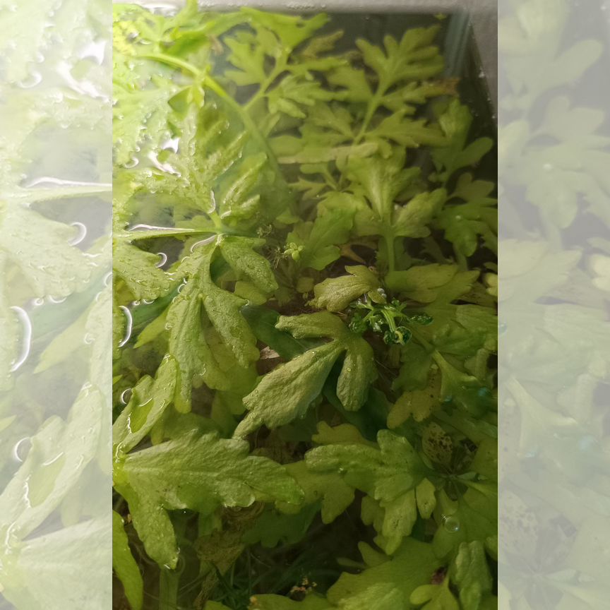 Папоротник аквариумное растение