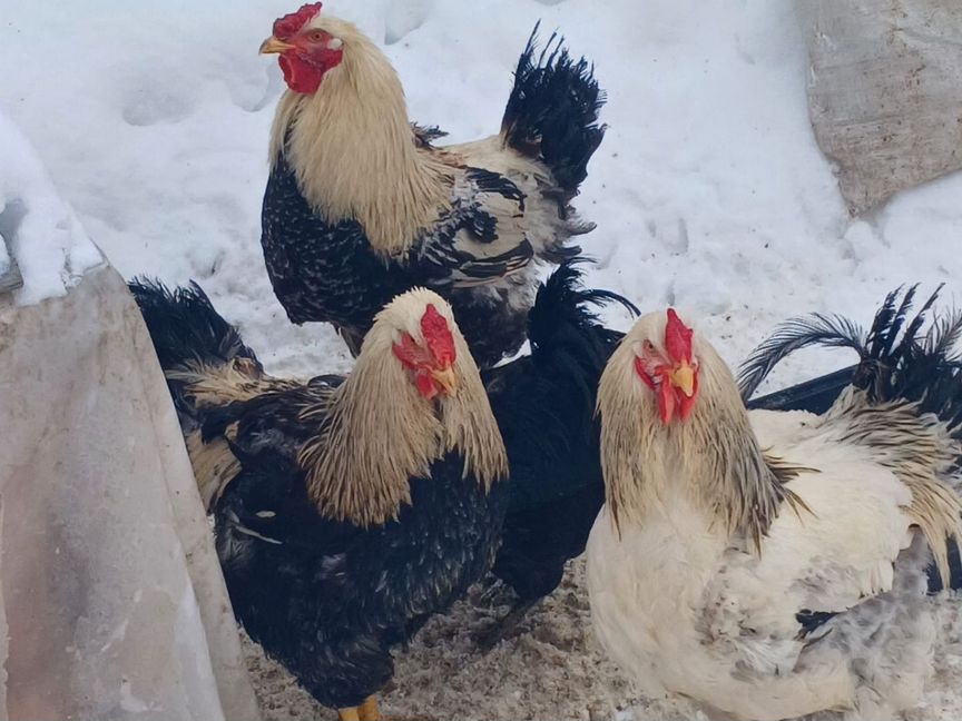 Молодые петухи и не очень