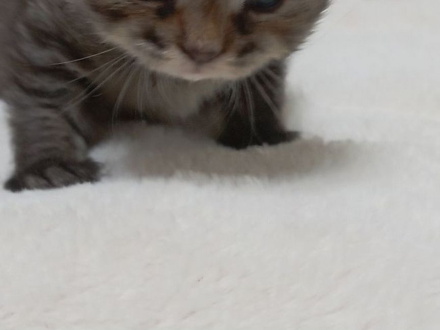 Котёнок девочка