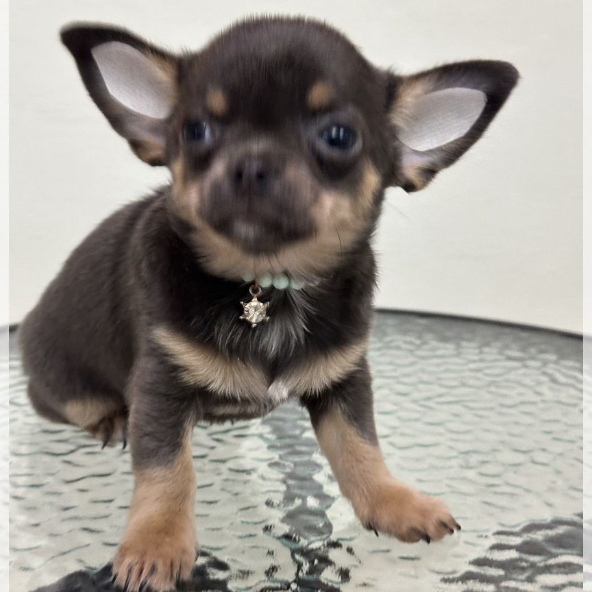 Чихуахуа, щенок