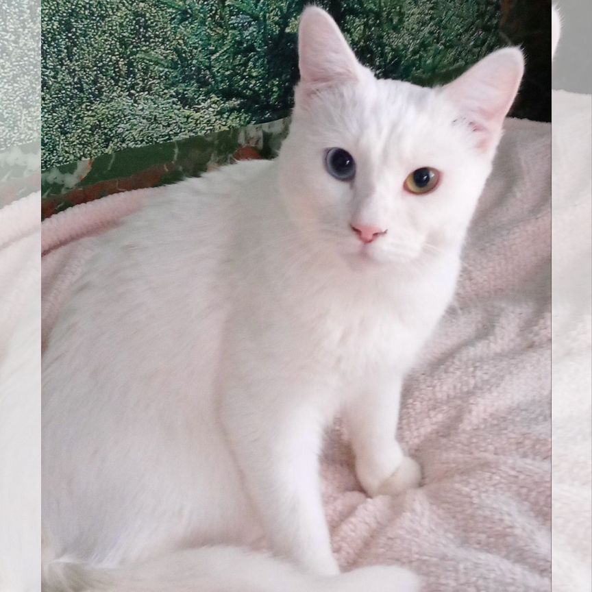 Взрослый кот в добрые руки