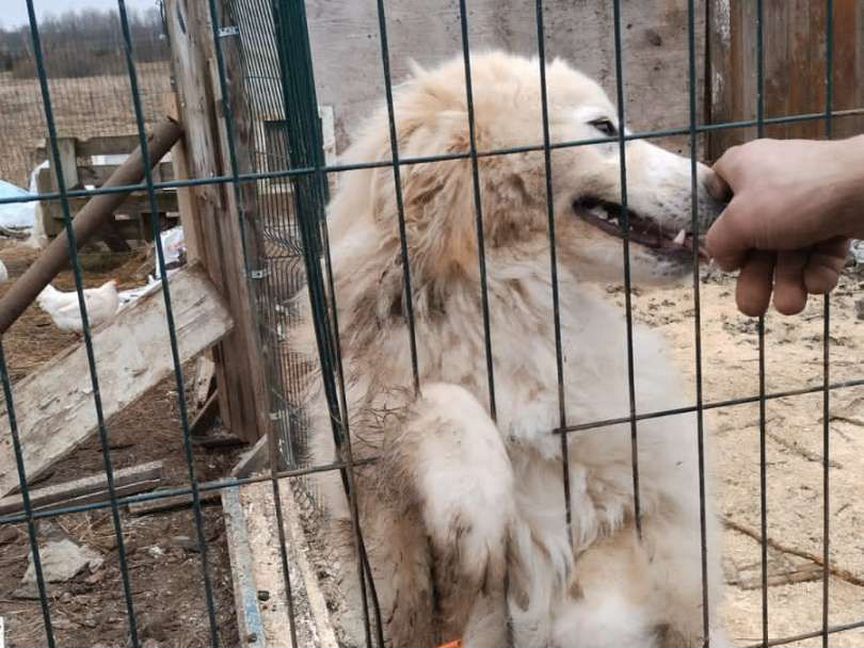 Собака девочка около года