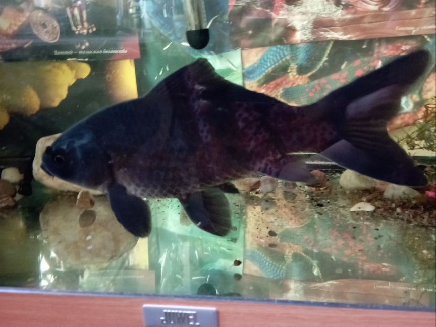 Рыбка Черная Комета