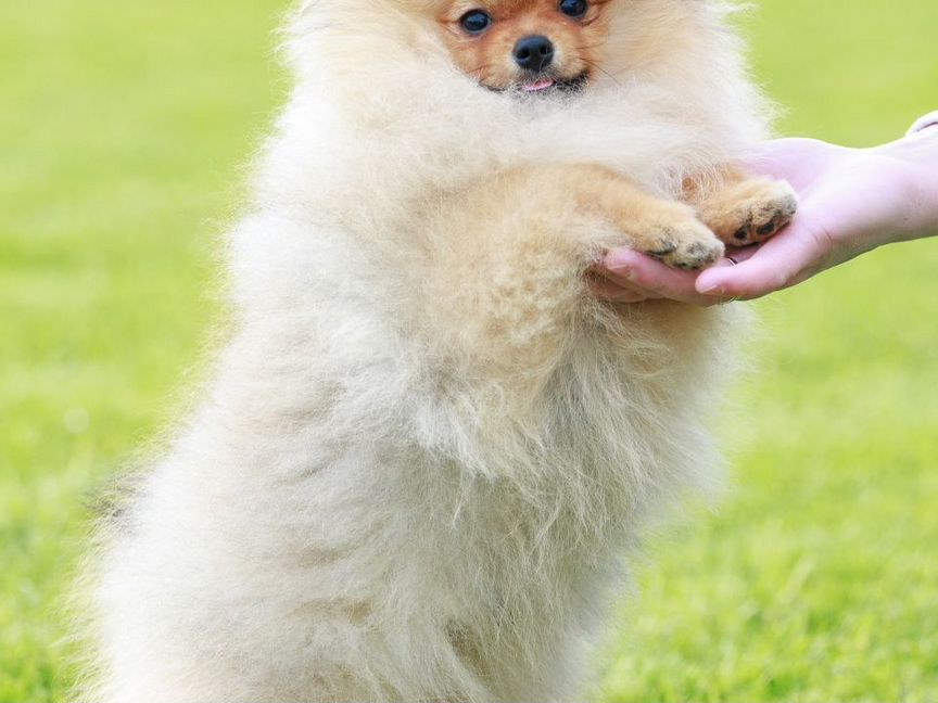 Светлый оранжевый пом шпиц мальчик