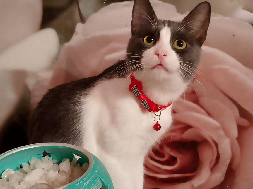 Котику полгода