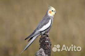 Попугаи Карелы молодые