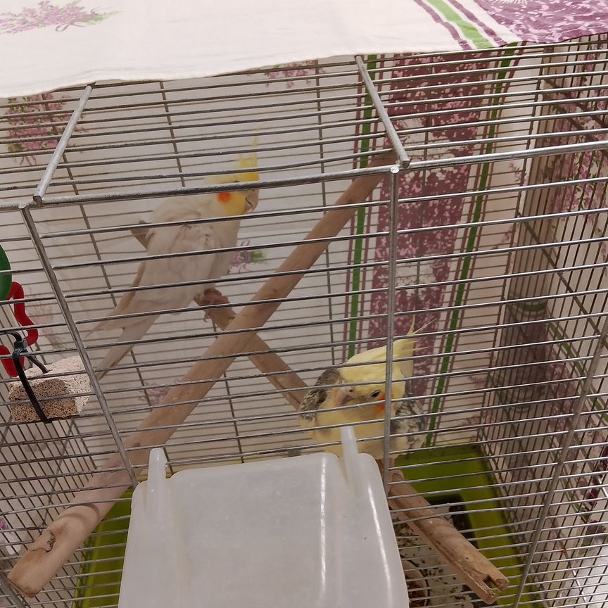 Продам пару карел вместе с клеткой.20 т