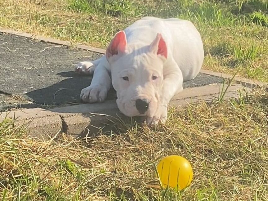 Аргентинский дог мальчик