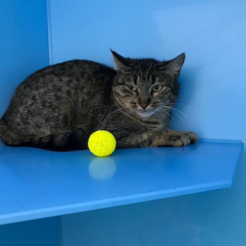 Полосатая кошечка Шани