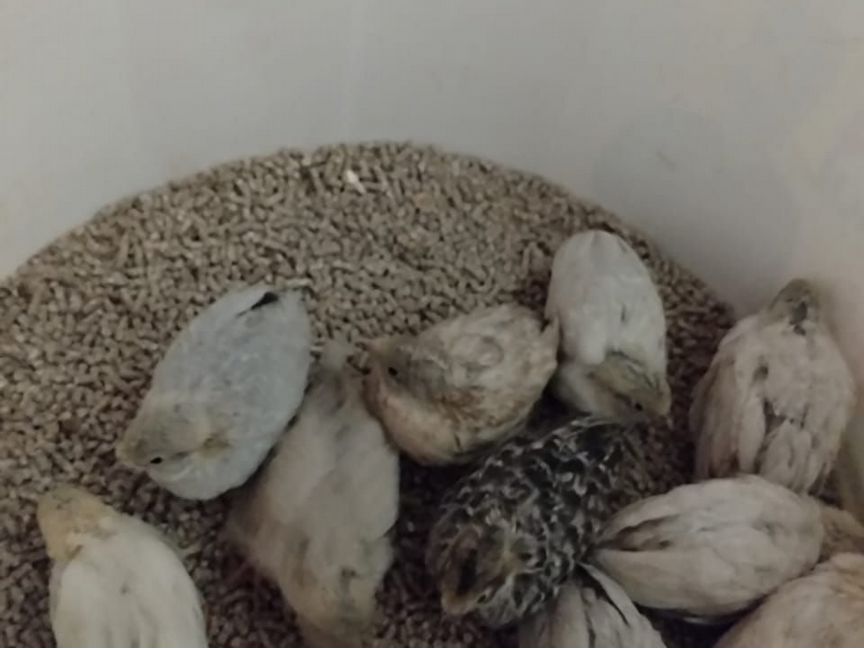 Расписной китайский перепела