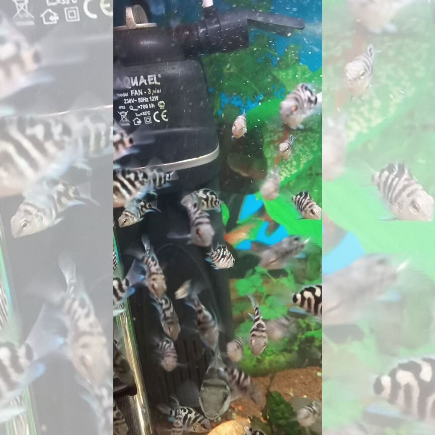 Рыбки Попугаи