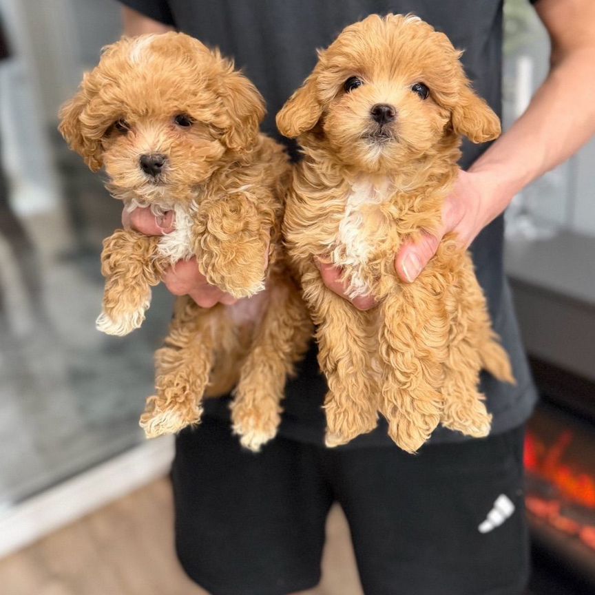 Мальтипу, щенок