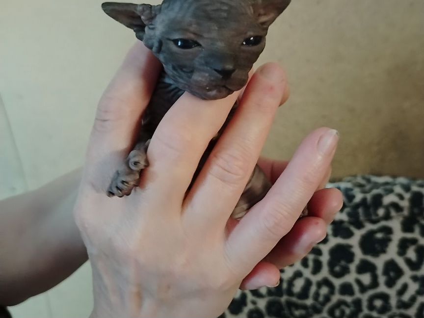 Котята сфинксов