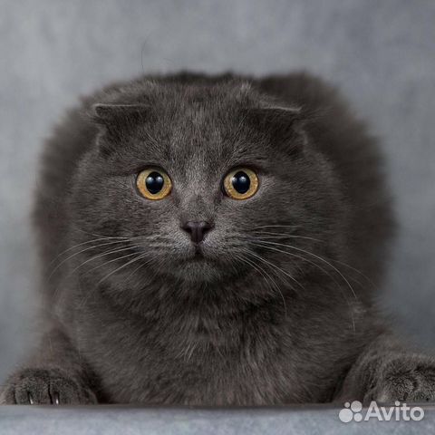 Возьмите вислоухого котика Скотта бесплатно