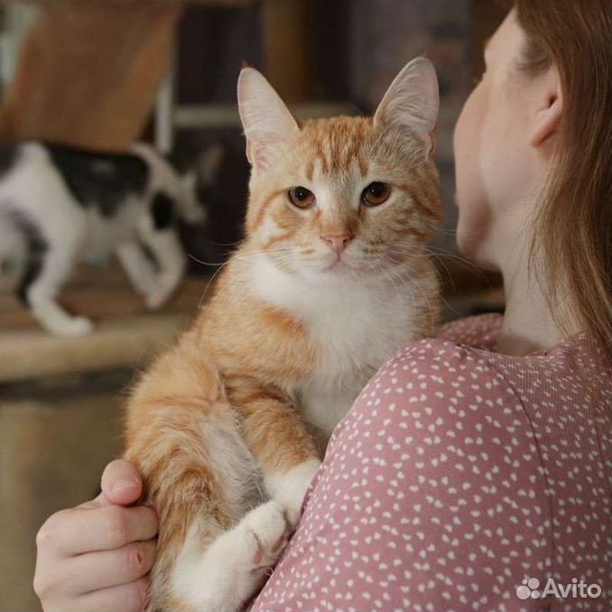 Злата в добрые руки