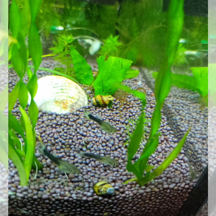 Аквариумная улитка Хелена