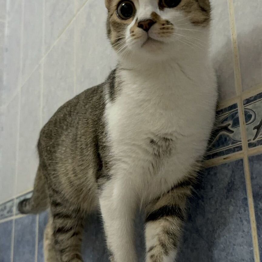 Вязка кошек