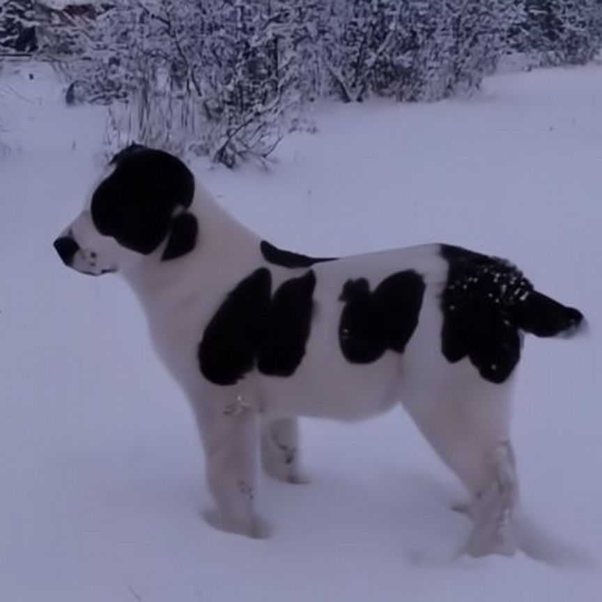 Среднеазиатская овчарка, щенок