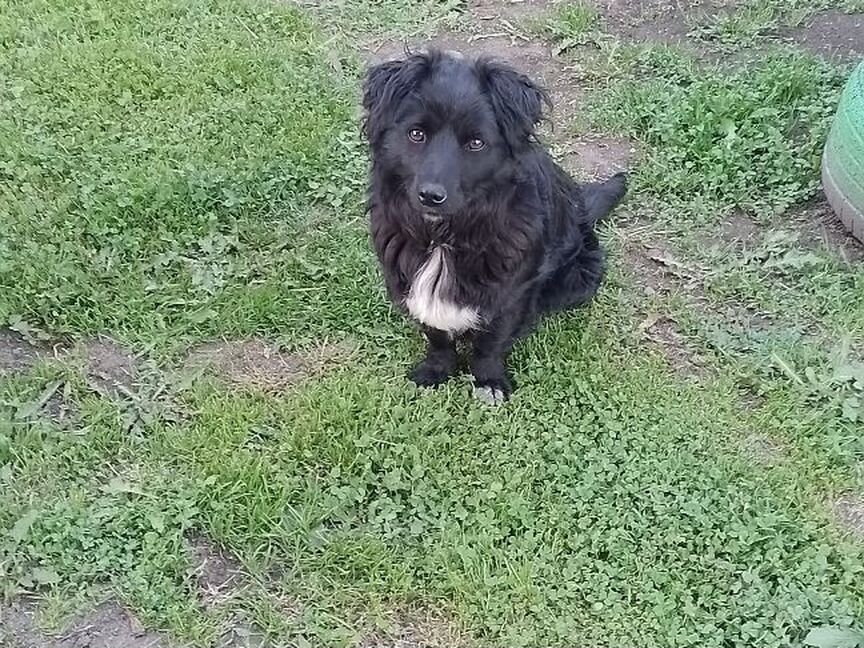 Найдена собака