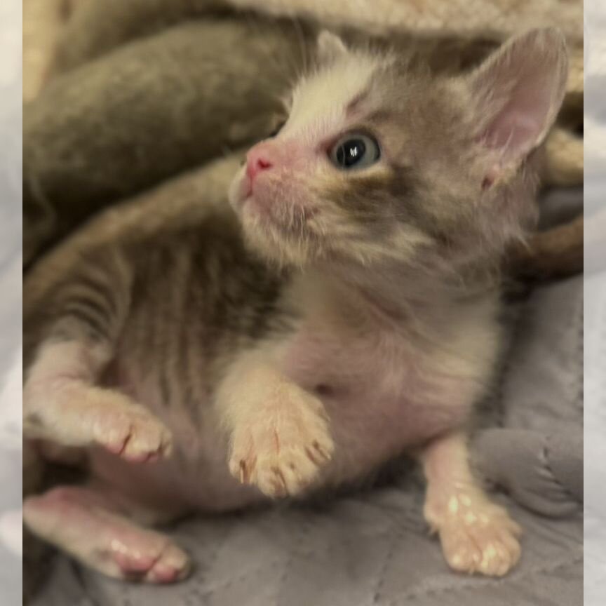 Котёнок в добрые руки