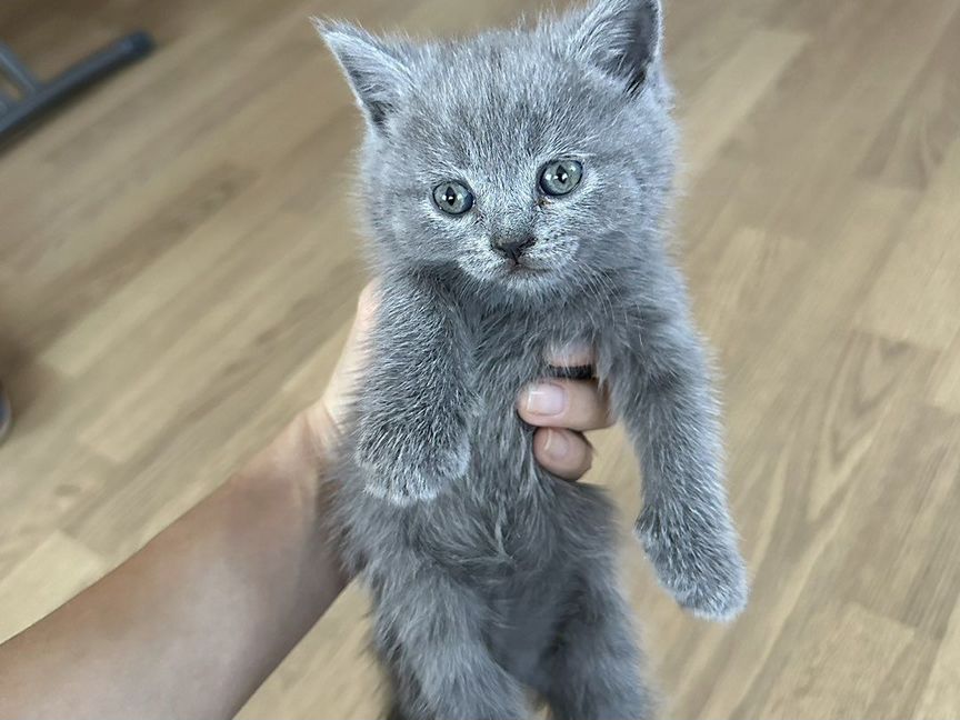 Британская кошка