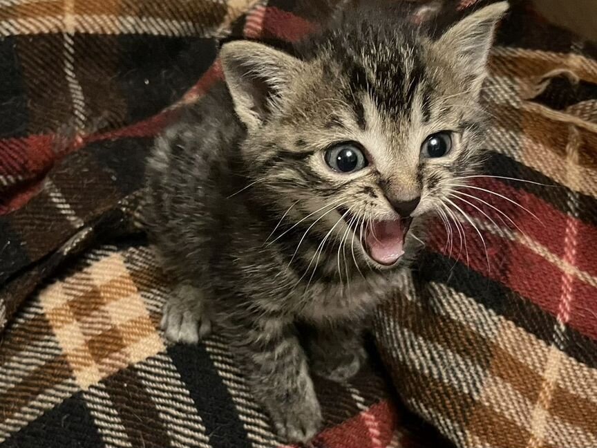 Котёнок в добрые руки