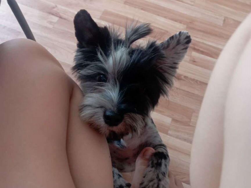 Йоркширский терьер бивер девочка