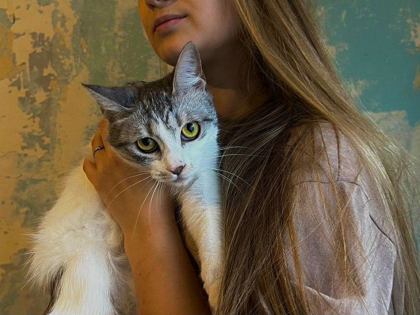 Трехлапая кошка в добрые руки