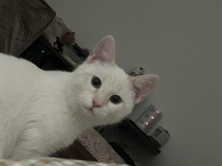 Кошка