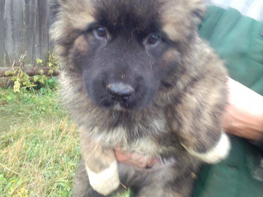 Кобель кавказец чистокровный