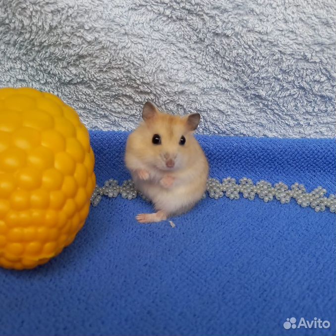 Красивые и добрые, чудо джунгарские хомячки