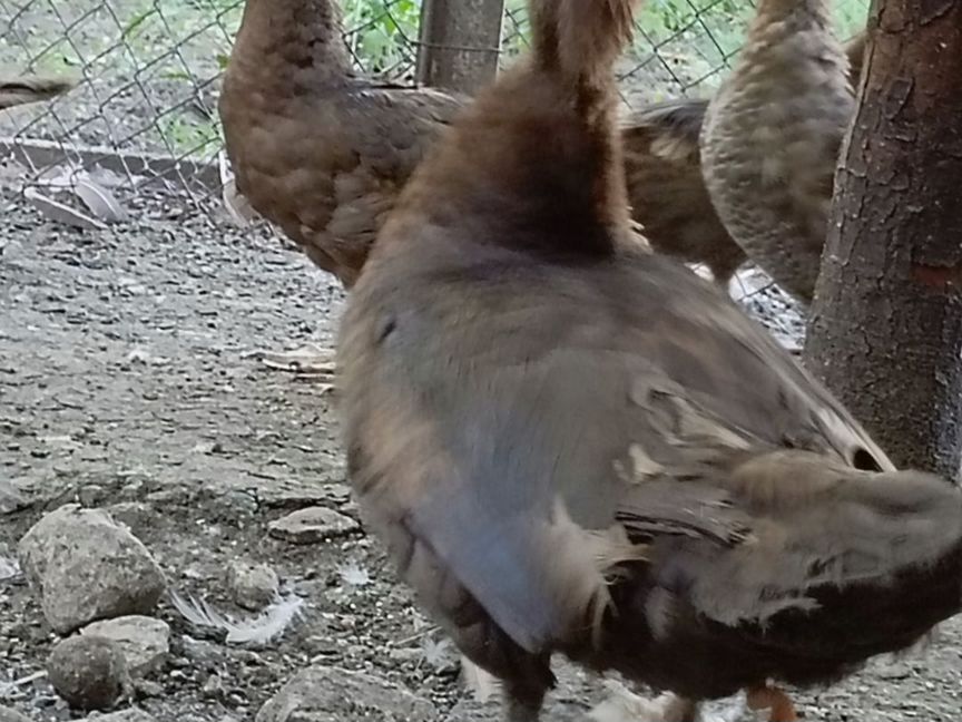 Утки мускусные