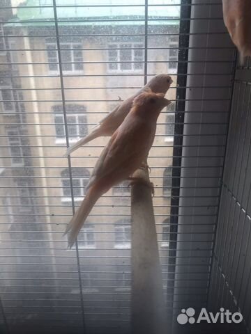 Розовые канарейки шиммель, 12 месяцев