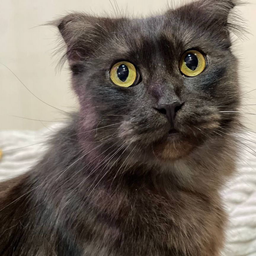 Прекрасная кошка в добрые руки